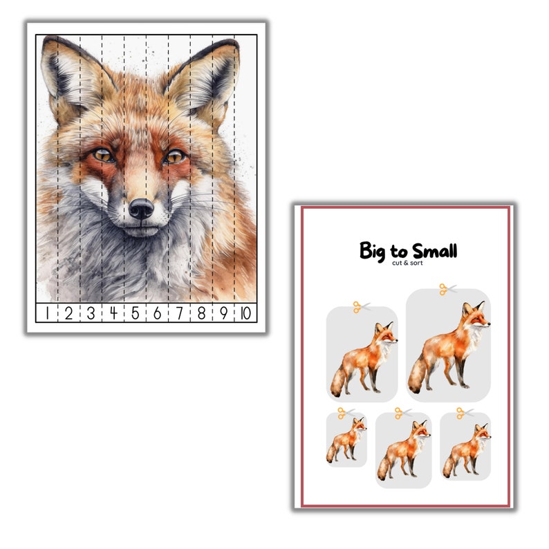 Mini unidad Red Fox, Anatomía del zorro rojo, Ciclo de vida del zorro ...