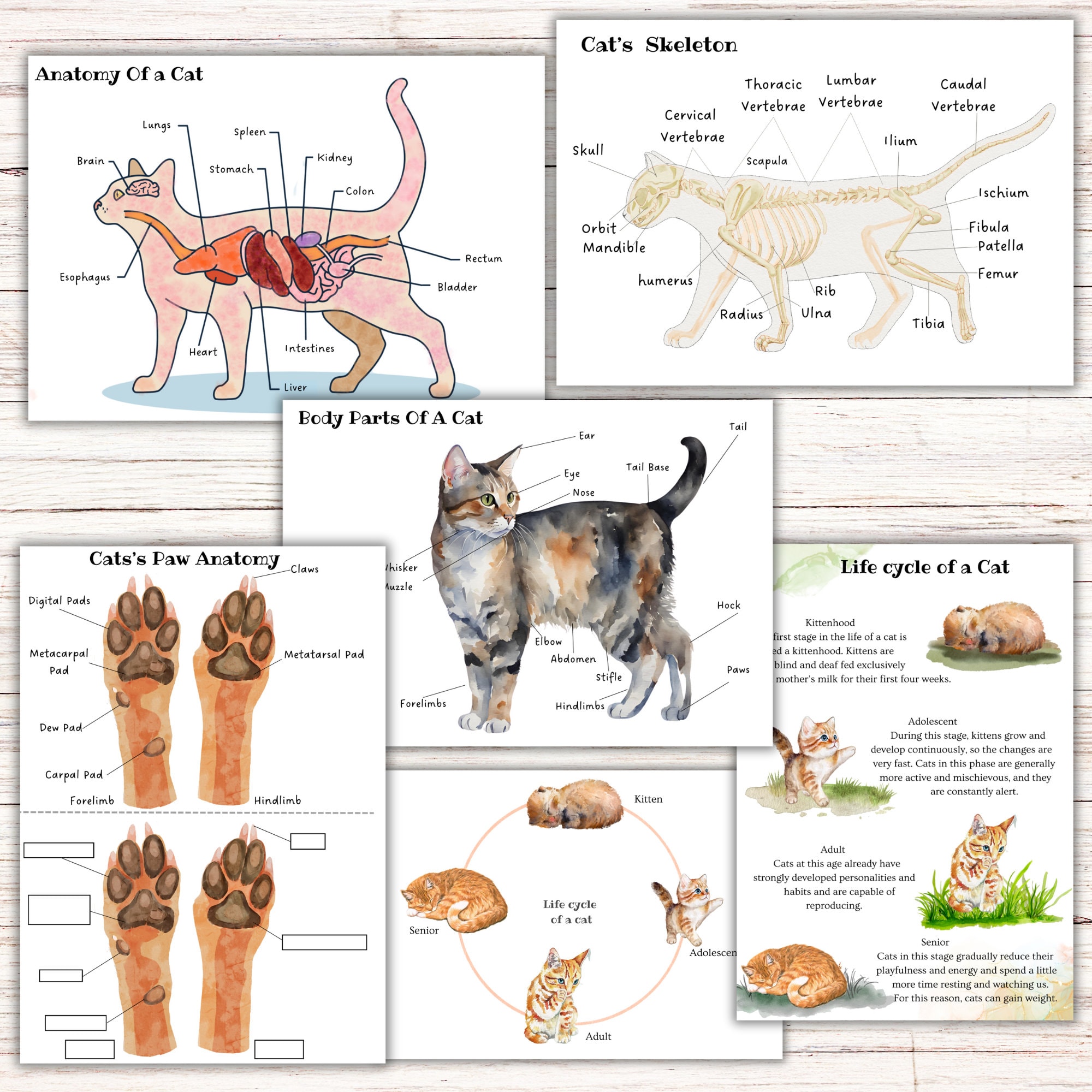Cat Unit Study, Cat Anatomy, Tiger Anatomy, Big Cats Unit, Cat ...