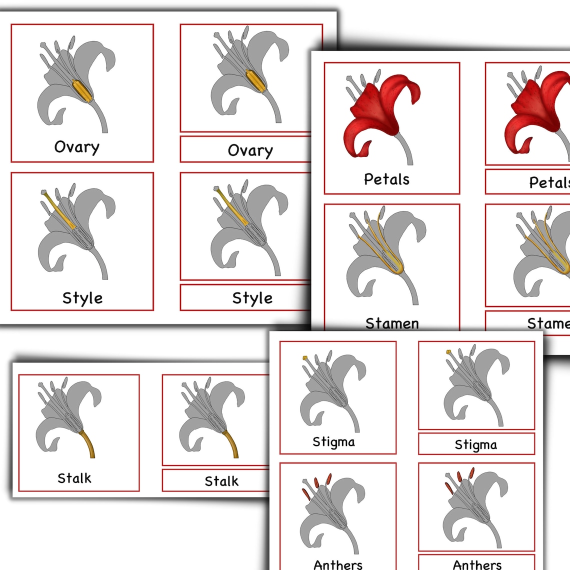 Flower Anatomy Printable, Parts of a Flower, 3 Part Cards Flower ...