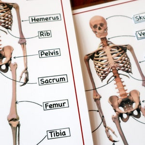 Human Skeleton Printable Activity, Human Body Unit, Biology, Science ...