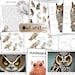 Birds Unit Study, Bird Anatomy, Bird Montessori 3 Part Cards, Owl Unit ...