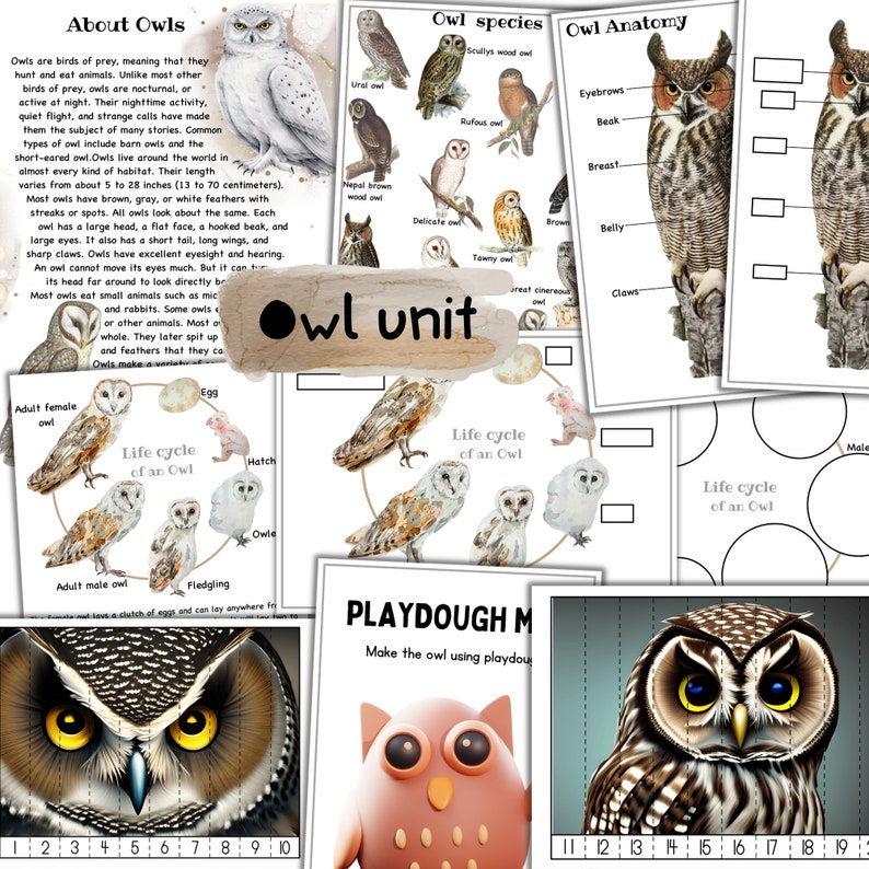 Birds Unit Study, Bird Anatomy, Bird Montessori 3 Part Cards, Owl Unit ...
