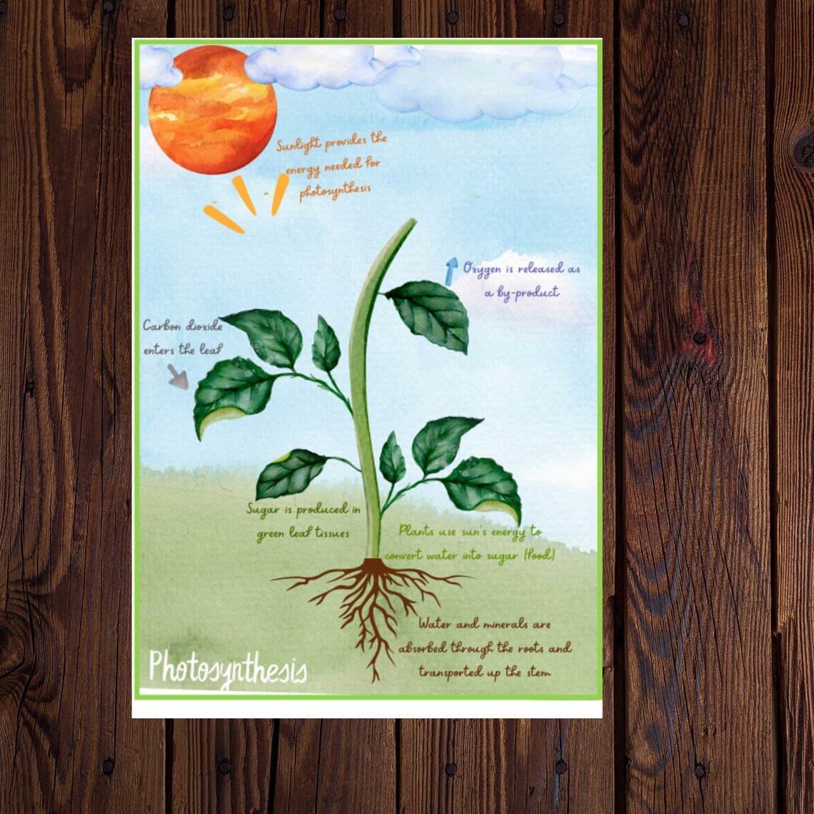 Photosynthesis Printable Nature Study Plant Study - Etsy
