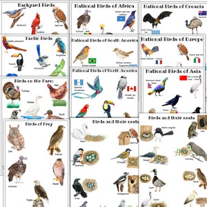 Birds Unit Study, Bird Anatomy, Bird Montessori 3 Part Cards, Owl Unit ...