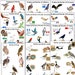 Birds Unit Study, Bird Anatomy, Bird Montessori 3 Part Cards, Owl Unit ...