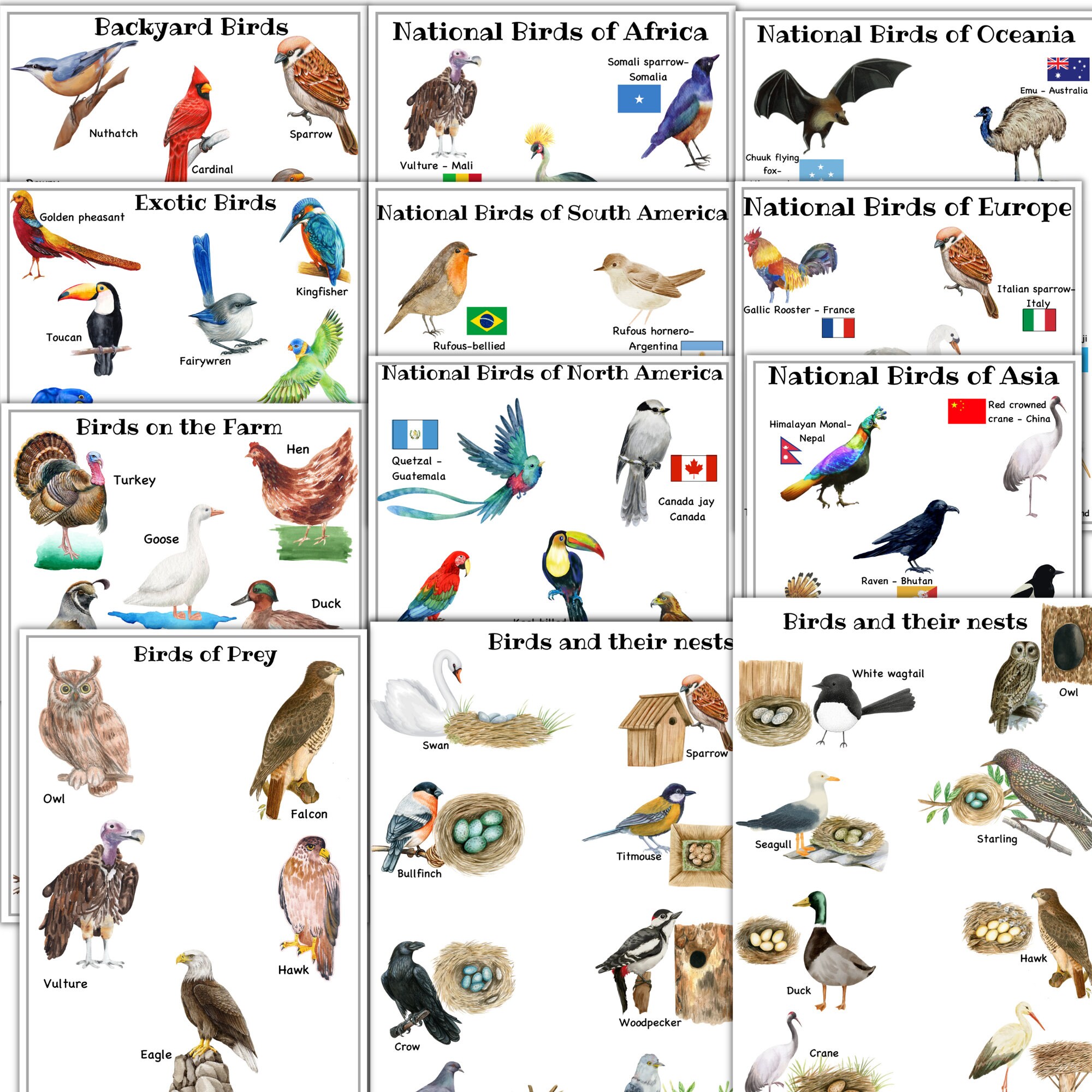 Birds Unit Study Bird Anatomy Bird Montessori 3 Part Cards - Etsy
