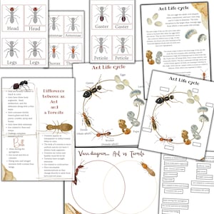 Insects Unit Study, Mini Beast Study, Grasshopper Unit, Ant Unit ...