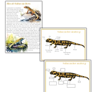 Salamander Mini Unit, Salamander Activities, Amphibians - Etsy