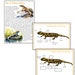Salamander Mini Unit, Salamander Activities, Amphibians - Etsy