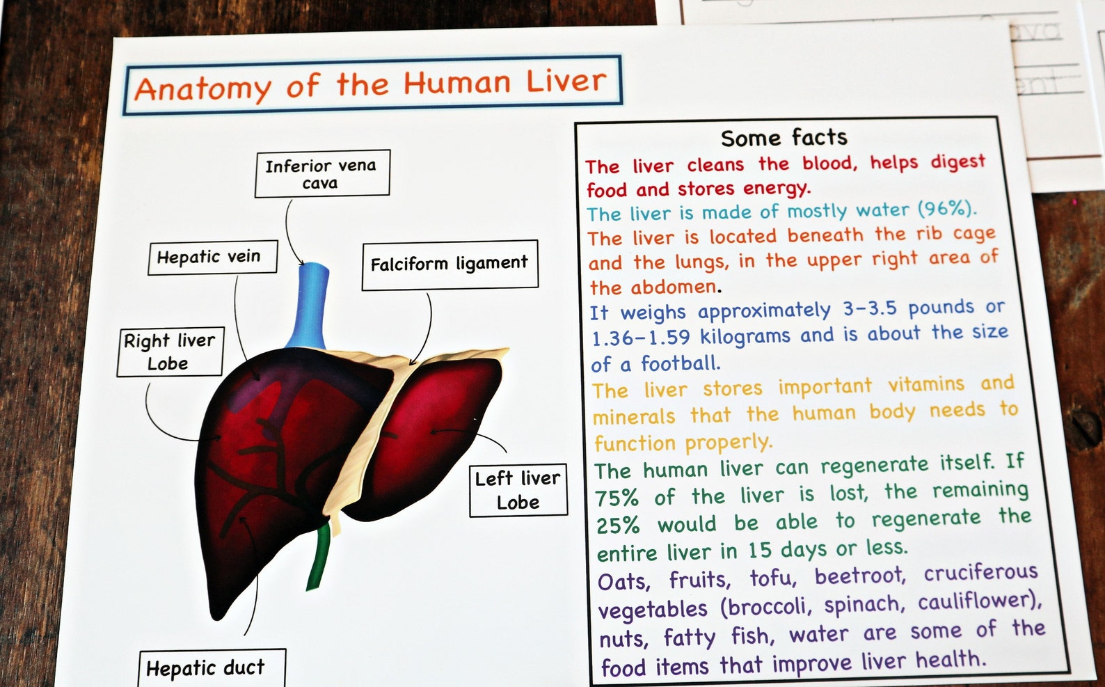 Human Liver Anatomy Printable Activity, Liver Puzzle, Liver ...