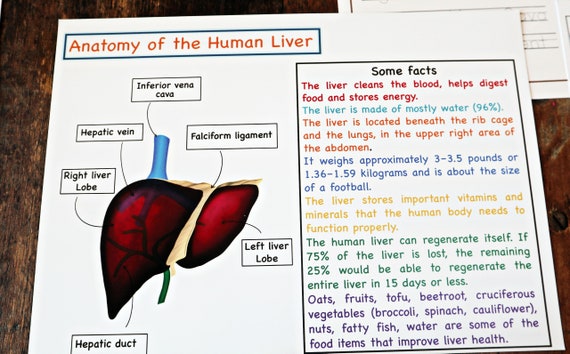 Human Liver Diagram Drawing