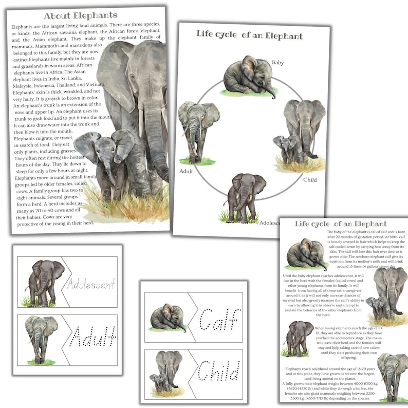 Elephant Mini Unit Study, Elephant Anatomy, Elephant Life Cycle ...