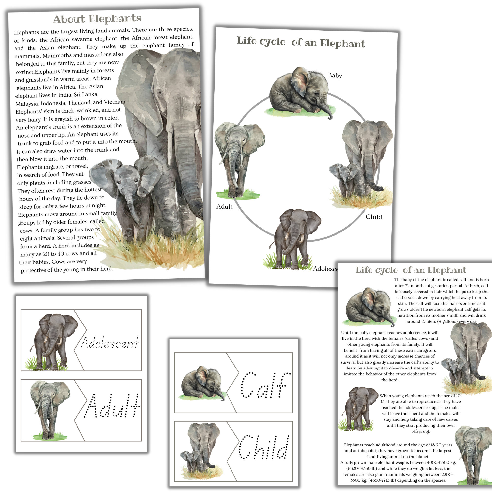 Elephant Mini Unit Study, Elephant Anatomy, Elephant Life Cycle ...