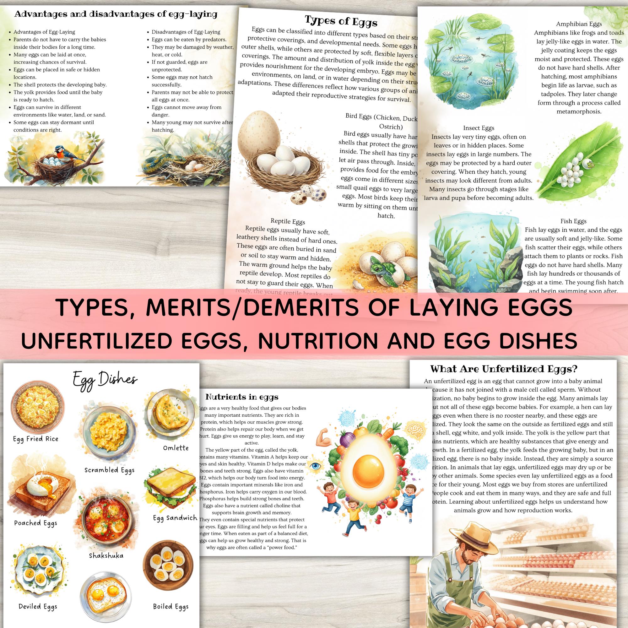 EGG UNIT STUDY, Egg Anatomy, Nature Study, Spring Study, Homeschool ...