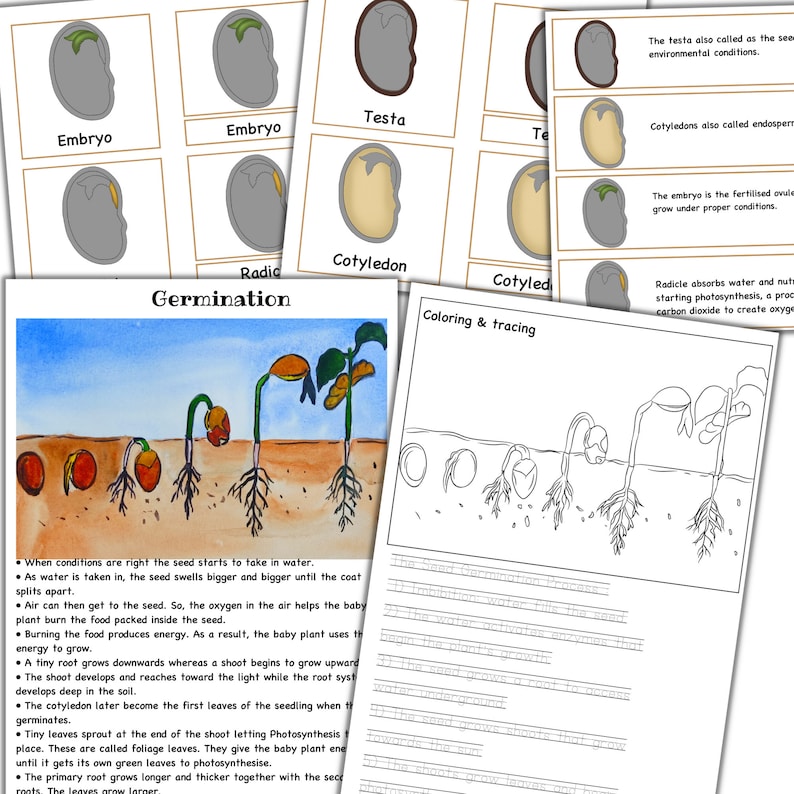 Garden Unit Study Roots Anatomy Seed Anatomy Soil Layers - Etsy