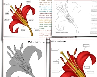 Parts of a Flower-montessori 3-part-cards - Etsy