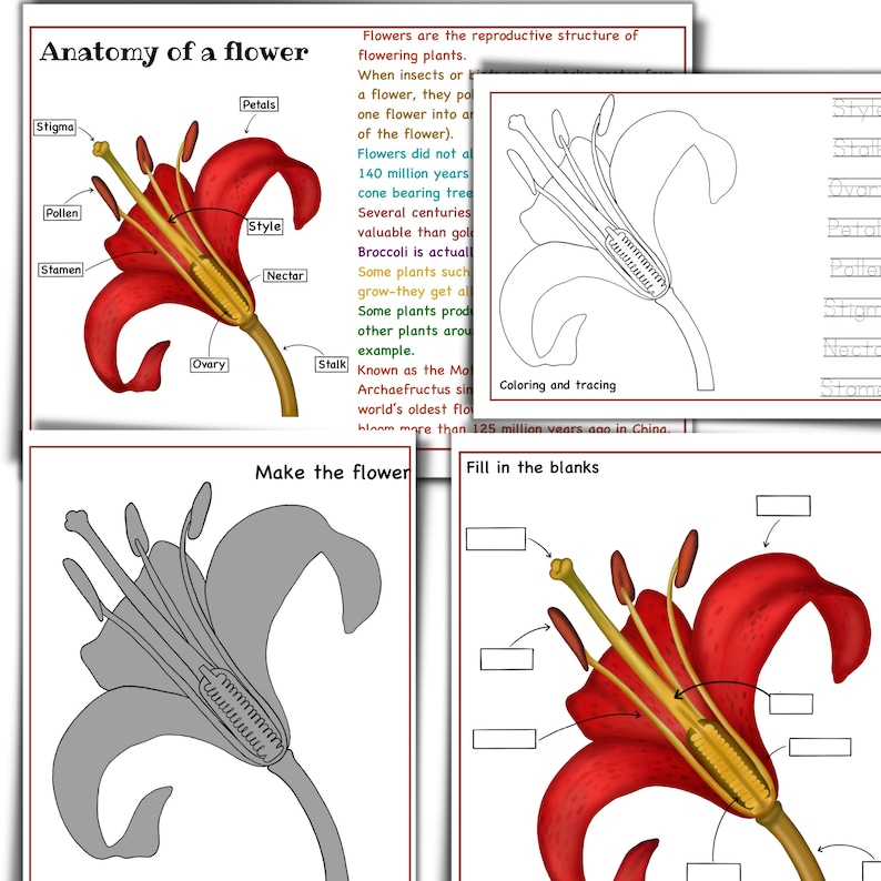 Flower Anatomy Printable, Parts of a Flower, 3 Part Cards Flower ...