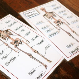Human Skeleton Printable Activity, Human Body Unit, Biology, Science ...
