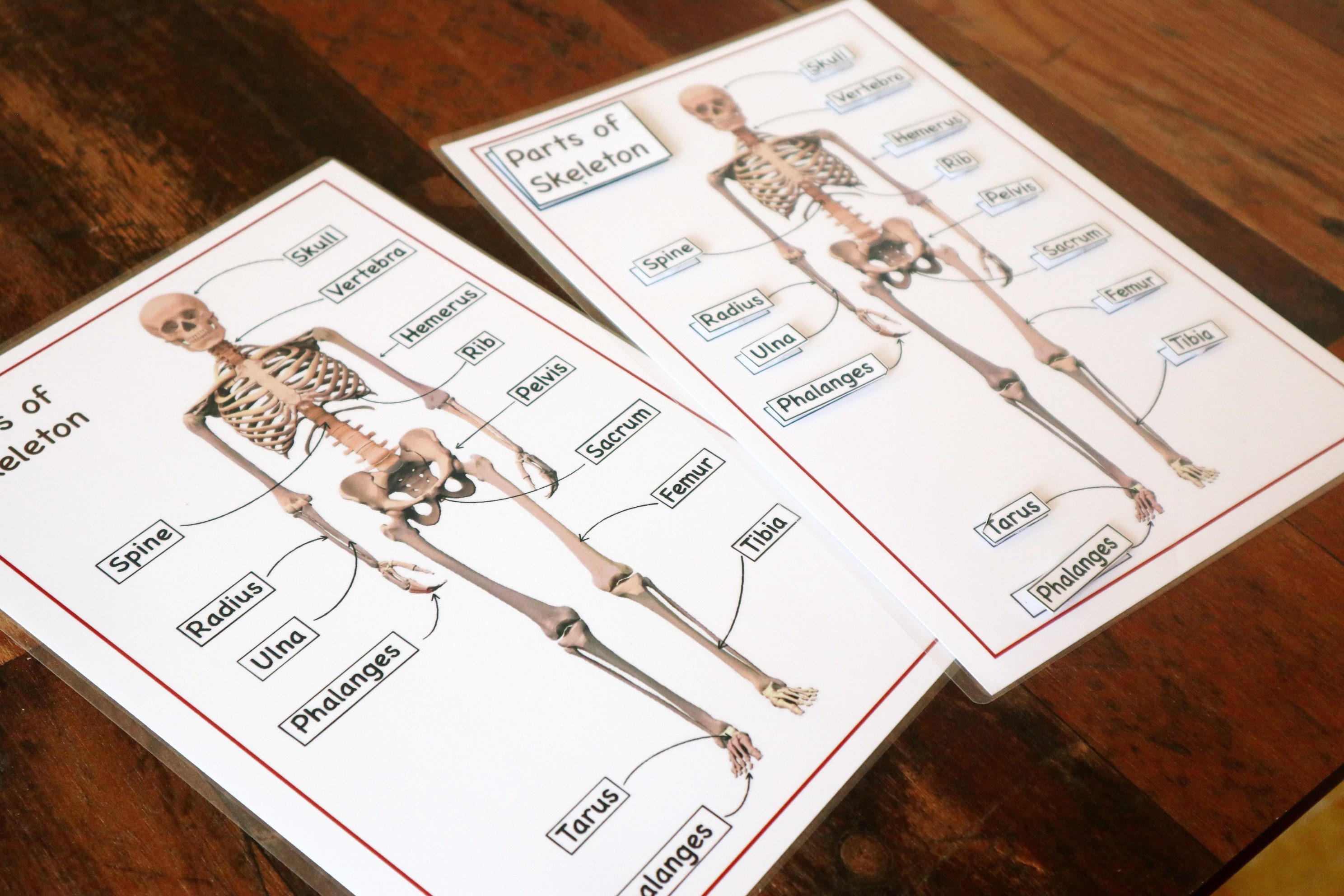 Human Skeleton Printable Activity Human Body Unit Biology - Etsy