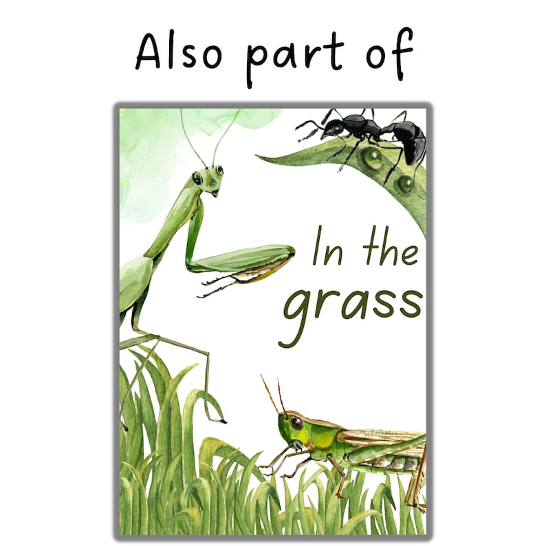 Grasshopper Mini Unit Study, Grasshopper Activities, Insects Study ...