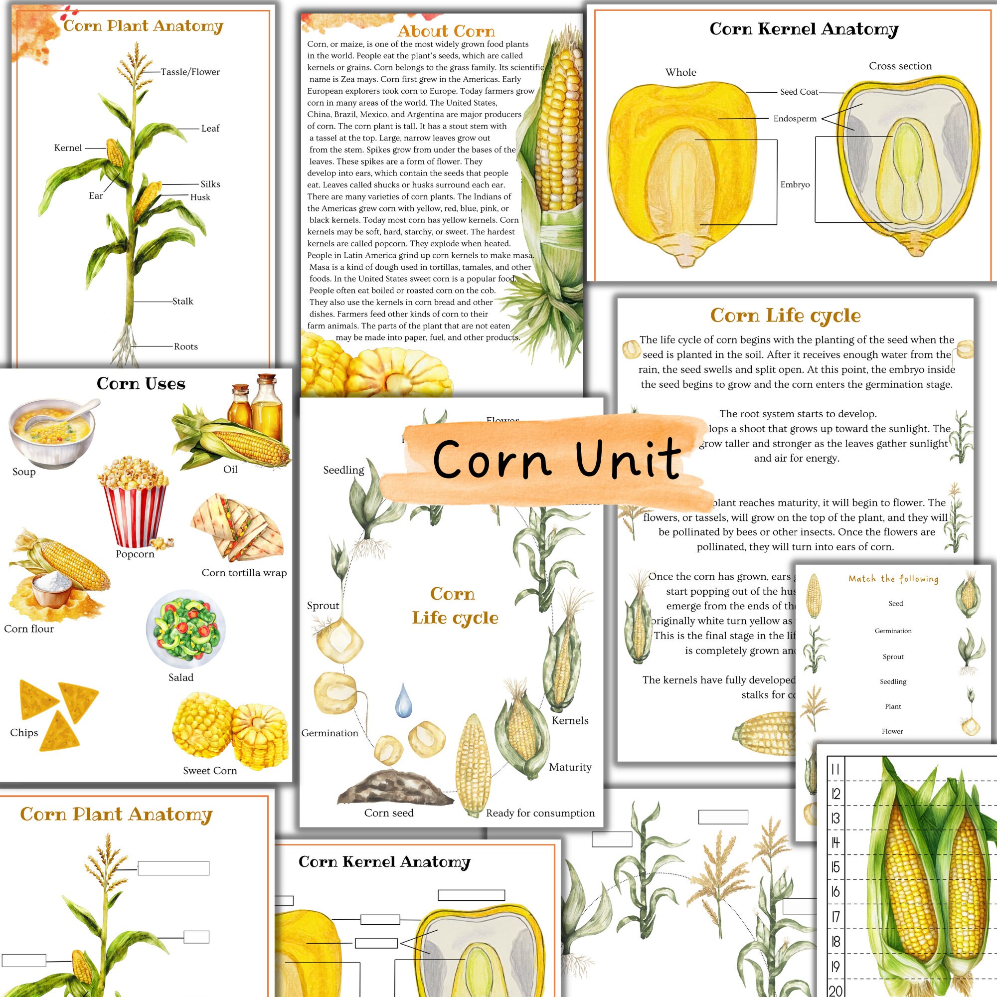 Fall Unit Study, Mushroom Unit Study, Corn Unit Study, Fox Unit Study ...