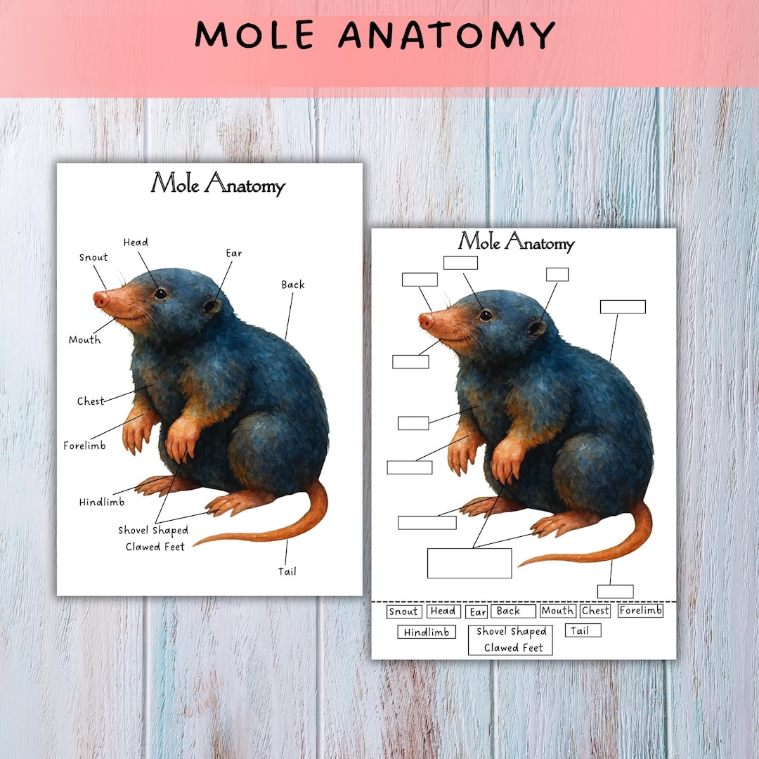 Mole Anatomy - Etsy
