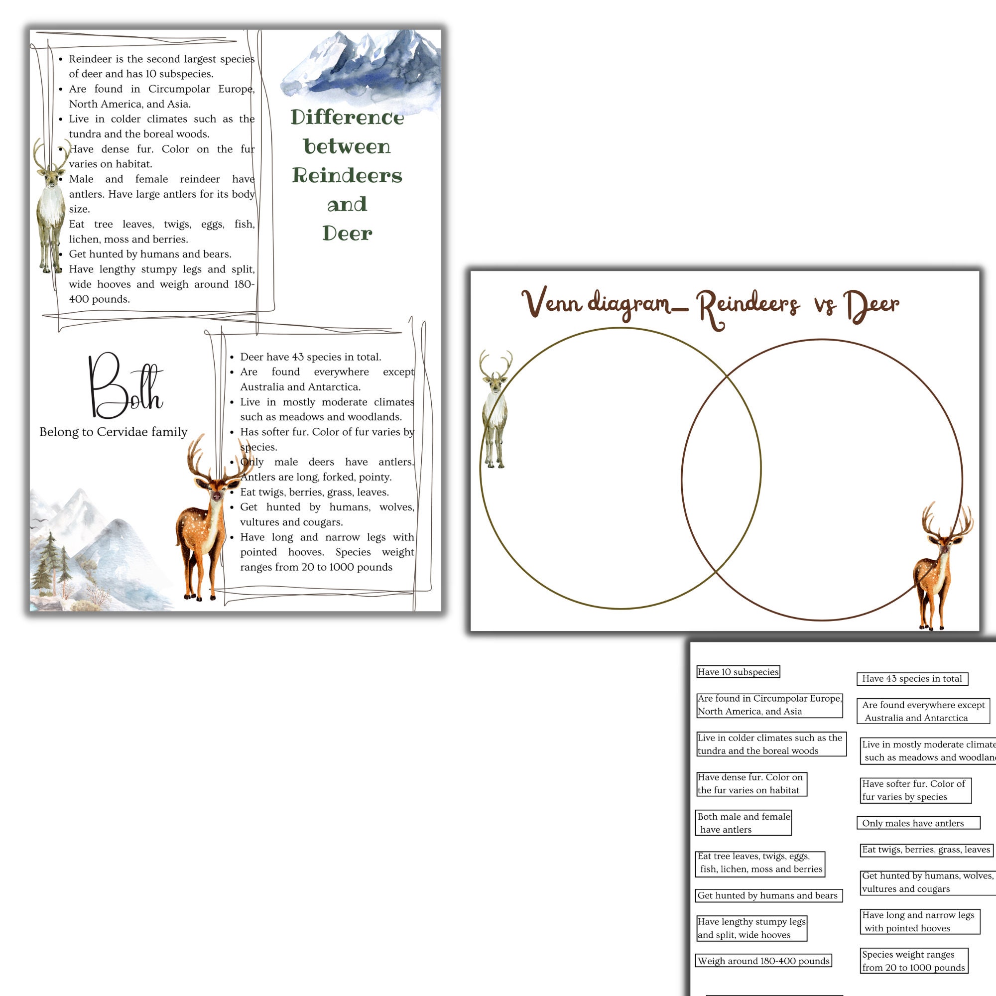Reindeer Unit Study, Arctic Animals Activity, Reindeer Anatomy ...