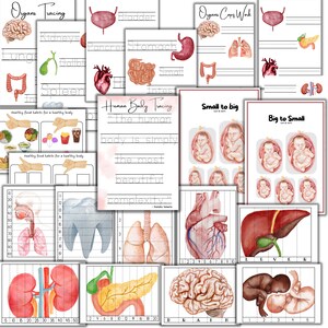Human Body Unit Study, Skeleton Anatomy, Heart Anatomy, Brain Anatomy ...