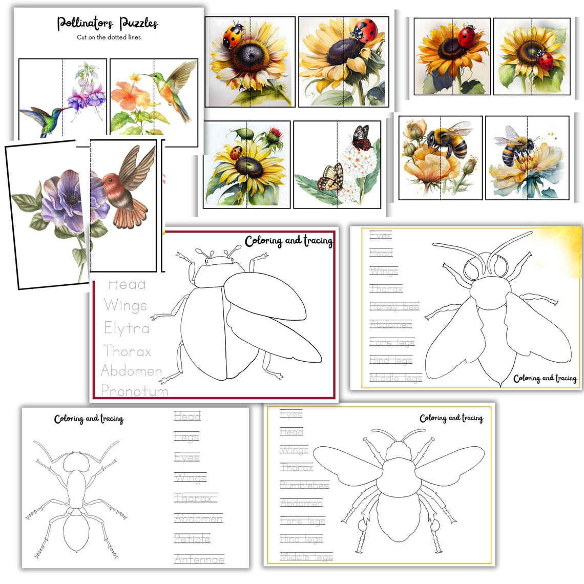 Pollinators Unit Study, Flower Anatomy, Pollination Process, Nature ...