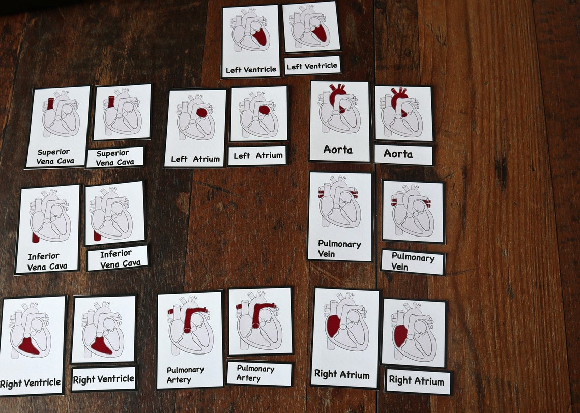 Human Heart Anatomy Printable Activity Heart Puzzle Heart - Etsy UK