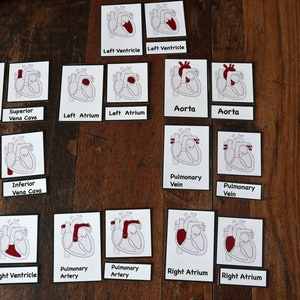 Human Heart Anatomy Printable Activity, Heart Puzzle, Heart ...