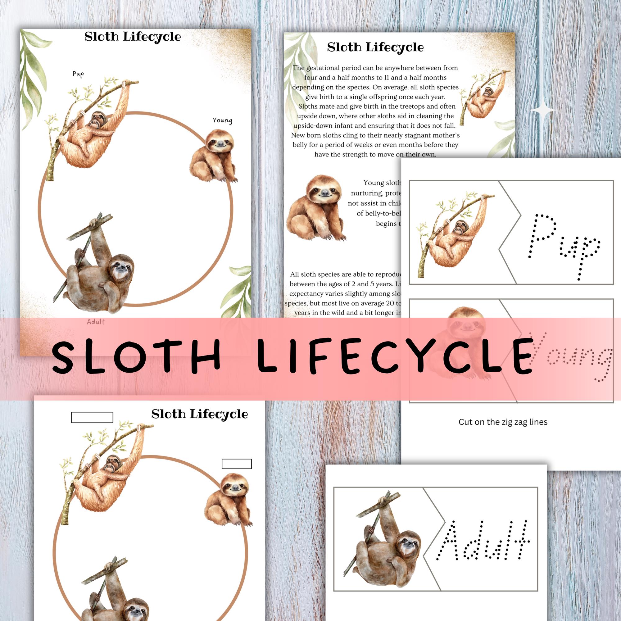 SLOTH LIFE CYCLE; Rainforest Animals, Rainforets Biome Study, Sloth ...