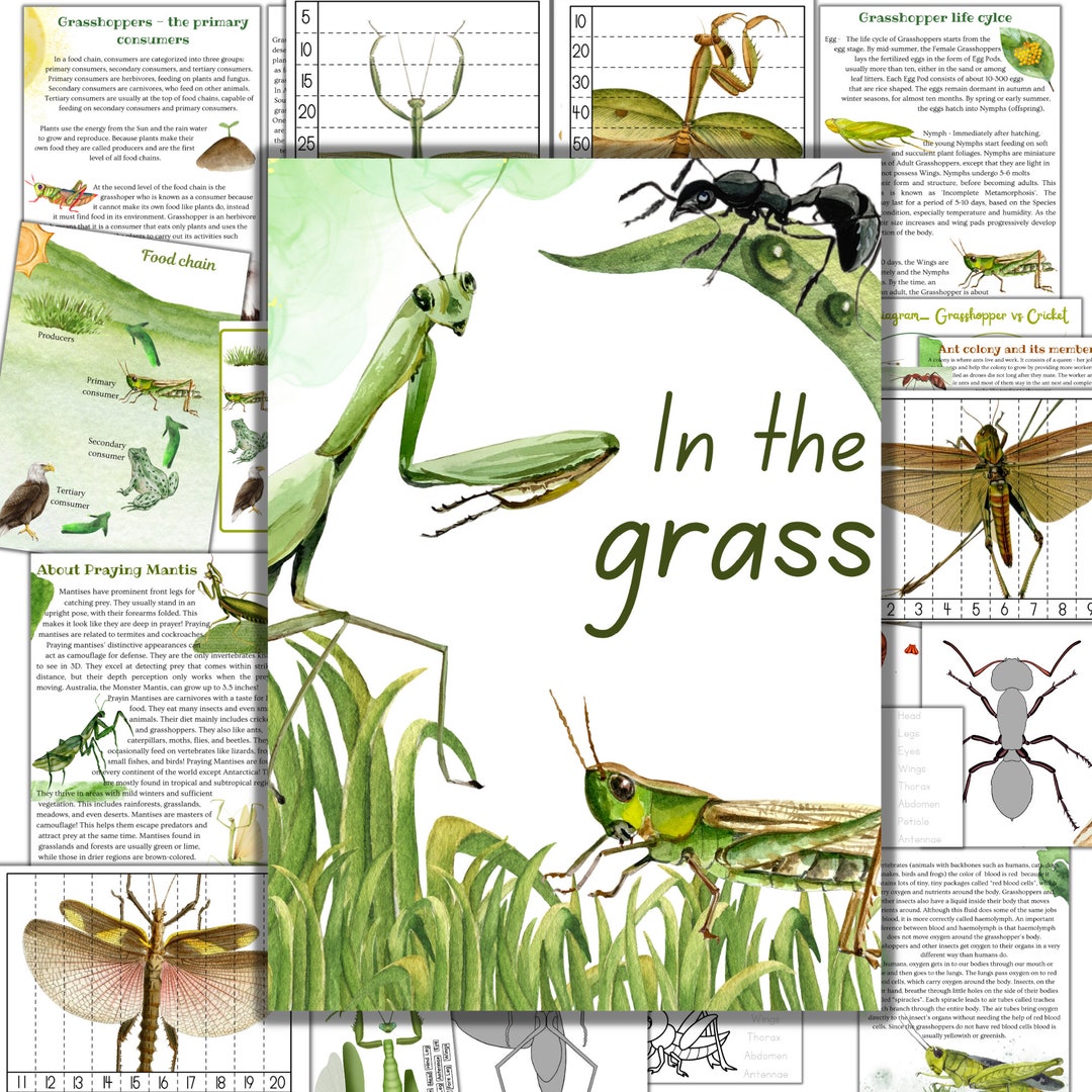 Insects Unit Study, Mini Beast Study, Grasshopper Unit, Ant Unit ...