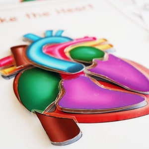 Human Heart Anatomy Printable Activity, Heart Puzzle, Heart ...