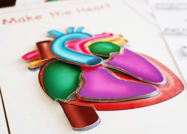 Human Heart Anatomy Printable Activity Heart Puzzle Heart - Etsy UK