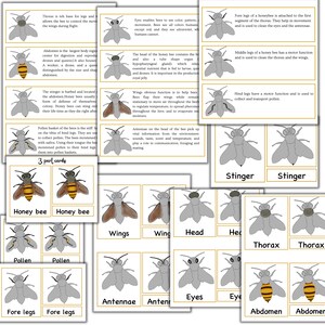 Honey Bee Unit Study, Honey Bee Puzzle Printable, Honey Bees Anatomy ...