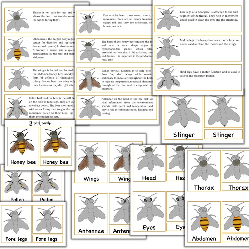 Honey Bee Unit Study Honey Bee Puzzle Printable Honey Bees - Etsy