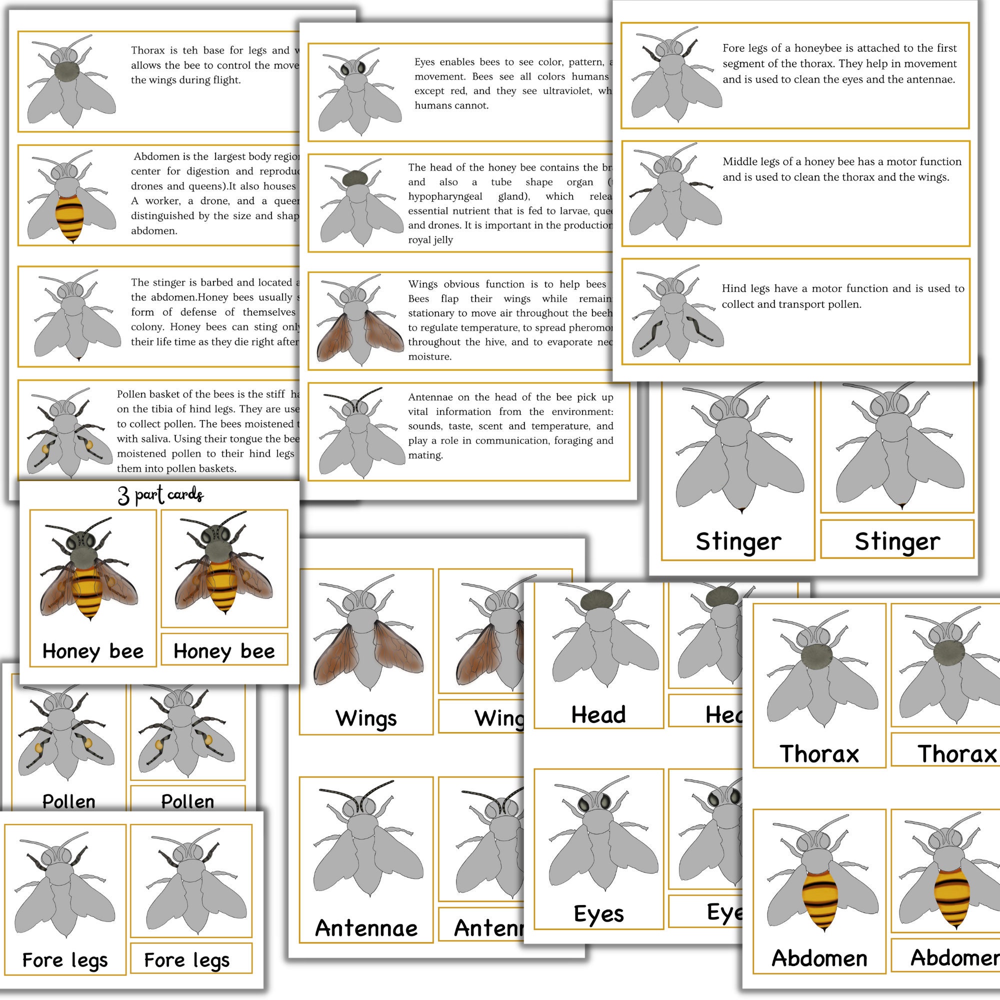Honey Bee Unit Study Honey Bee Puzzle Printable Honey Bees - Etsy