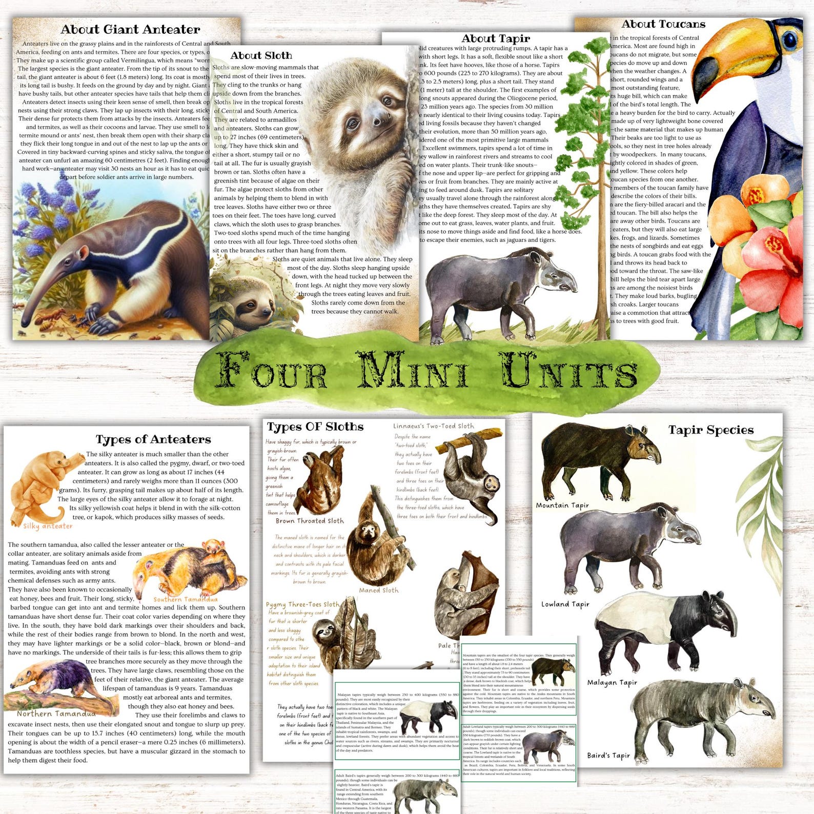 Rainforest Unit Study, Biome Unit , Rainforest Animals Worksheets ...