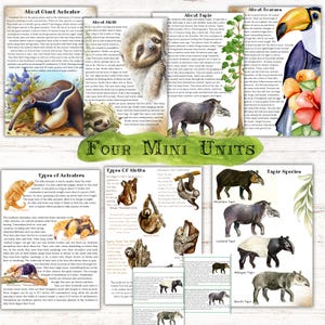 Rainforest Unit Study, Biome Unit , Rainforest Animals Worksheets ...
