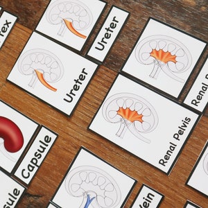 Human Kidney Anatomy Printable Activity, Kidney Puzzle, Kidney 3 Parts ...