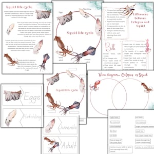 Mollusk Unit Study, Octopus Unit, Squid Unit, Cuttlefish Unit, Sea ...