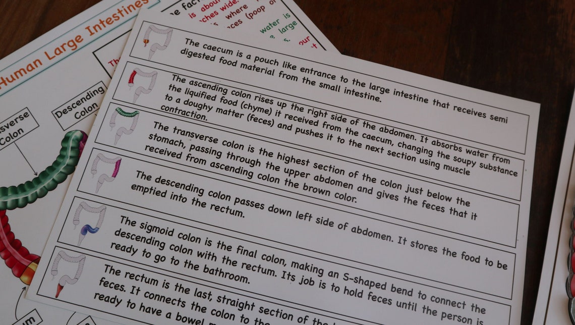 Human Large Intestines Anatomy Printable Activity Large - Etsy