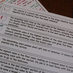 Human Large Intestines Anatomy Printable Activity, Large Intestines ...