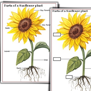 Flowers Unit Studyparts of Flower Sunflower Life Cycle - Etsy
