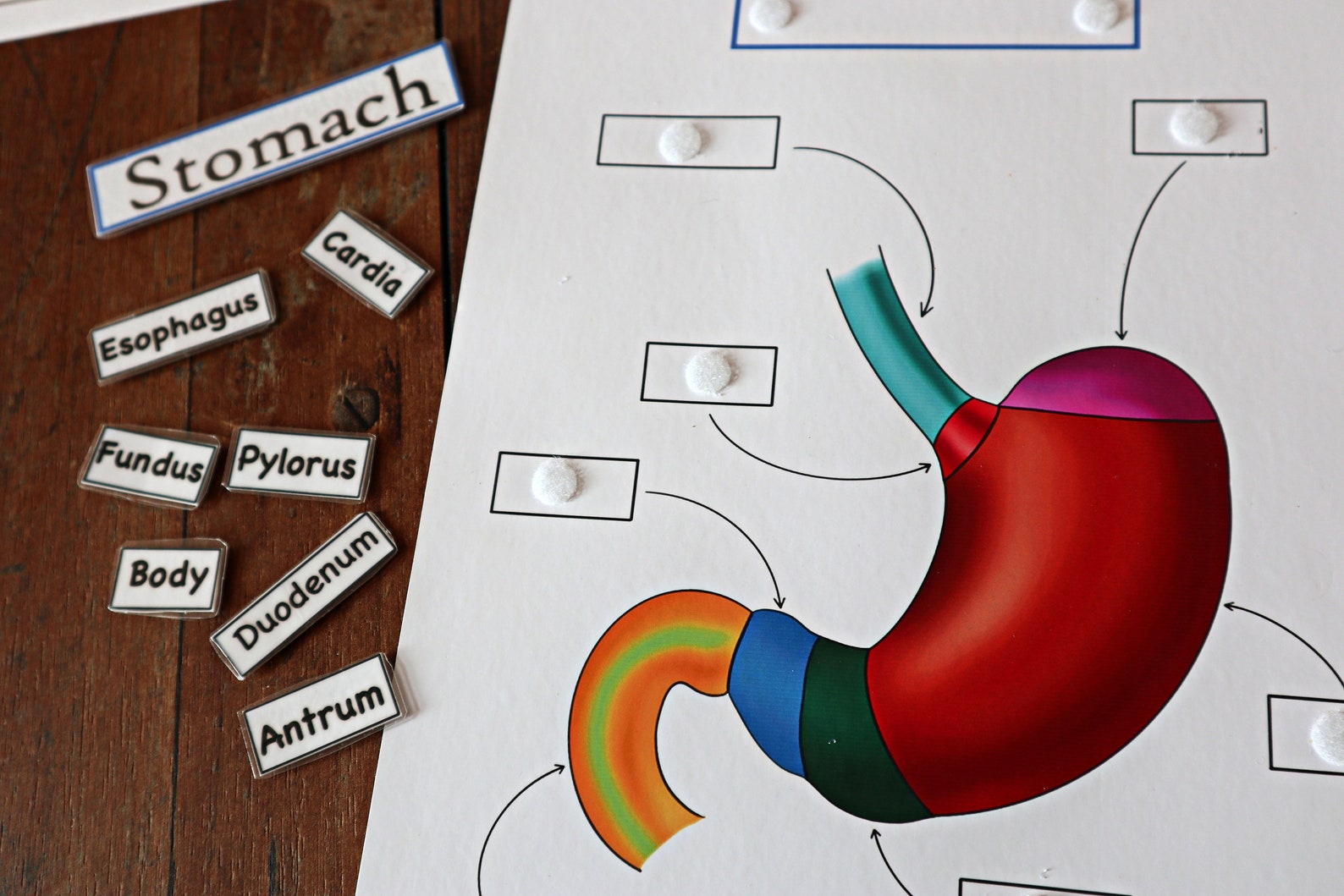 Human Stomach Anatomy Printable Activity, Stomach Nomenclature Cards ...