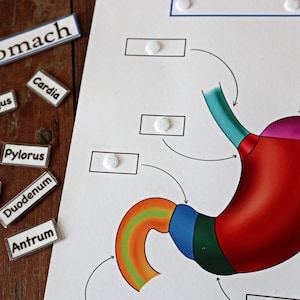 Human Stomach Anatomy Printable Activity, Stomach Nomenclature Cards ...