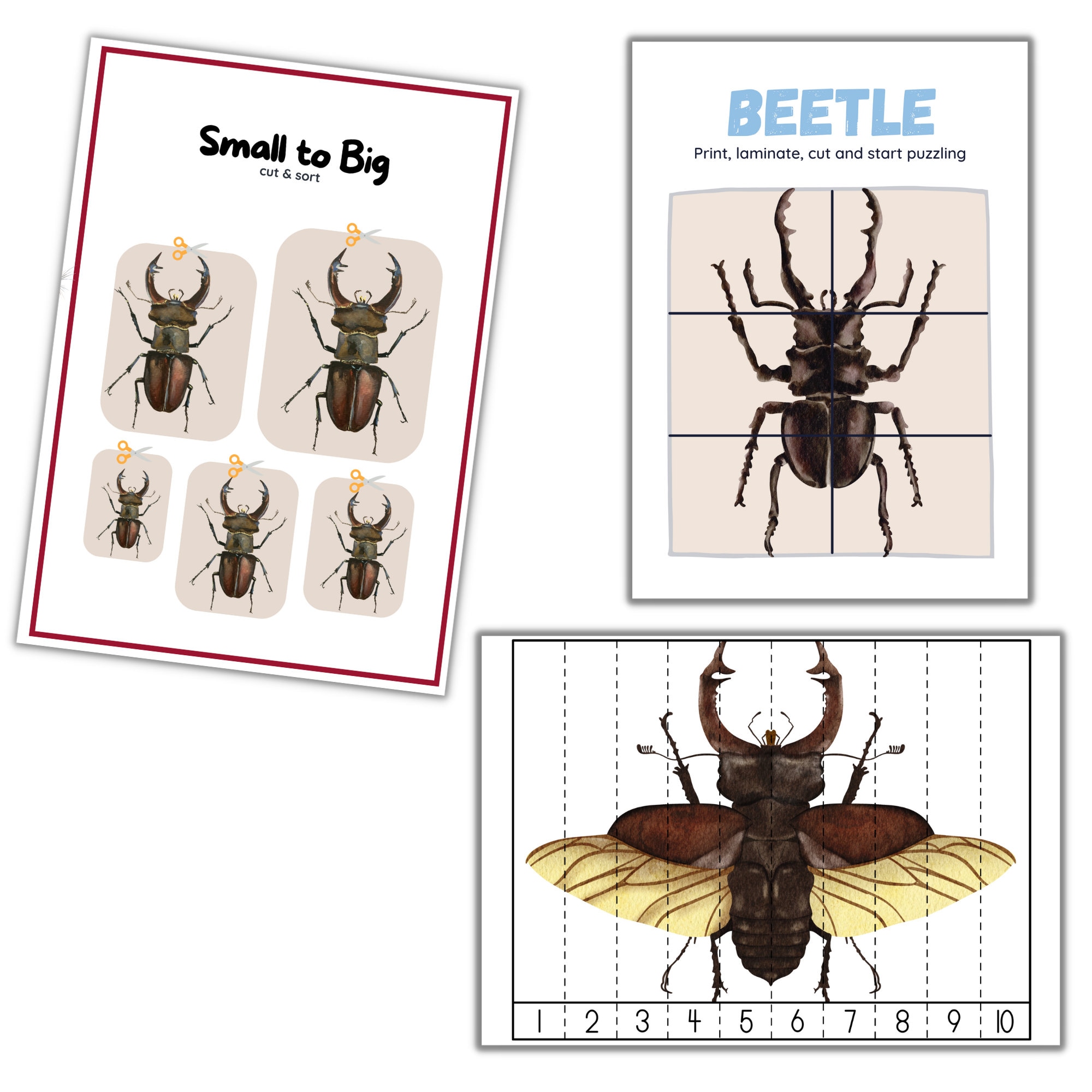 Stag Beetle Mini Unit, Rhinoceros Beetle Mini Unit, Stag Beetle ...