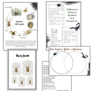 Spider Mini Unit Study, Spider Anatomy, Halloween Printable Activity ...