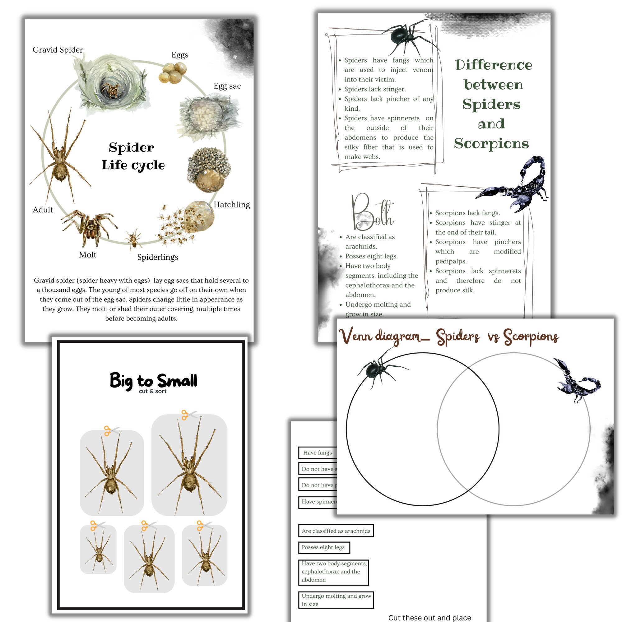 Spider Mini Unit Study, Spider Anatomy, Halloween Printable Activity ...